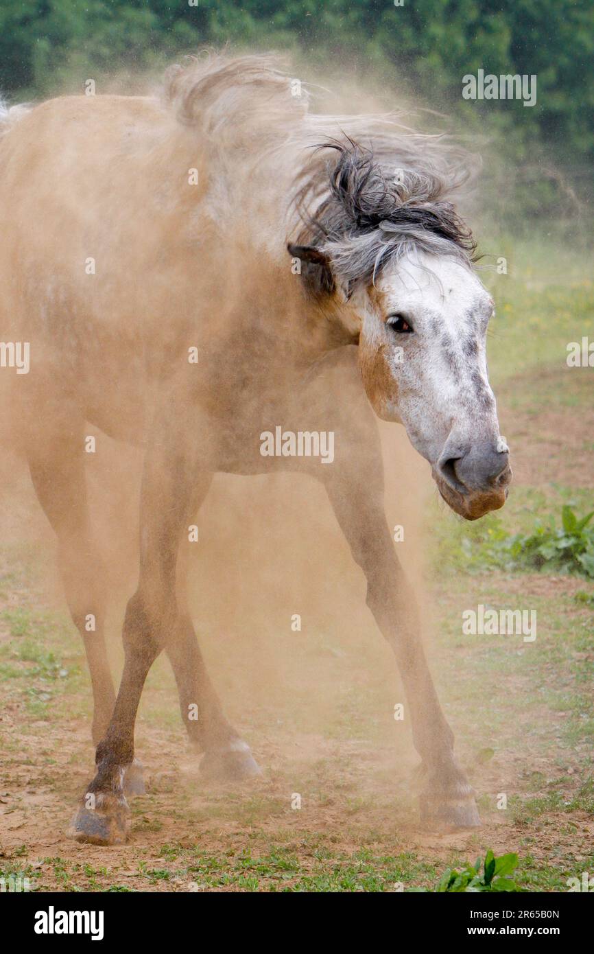 Horse shaking dust hi-res stock photography and images - Alamy