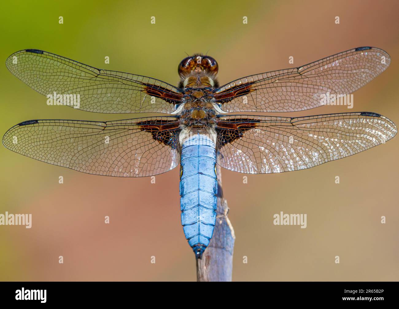 Wing structure of dragon fly hi-res stock photography and images - Alamy