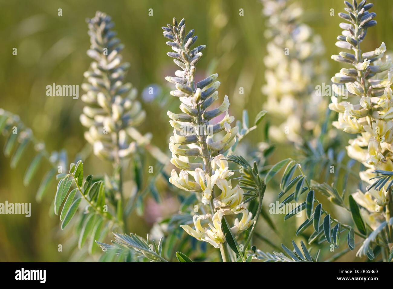 Sophora foxtail, Sophora alopecuroides, Sophora vulgaris, perennial ...