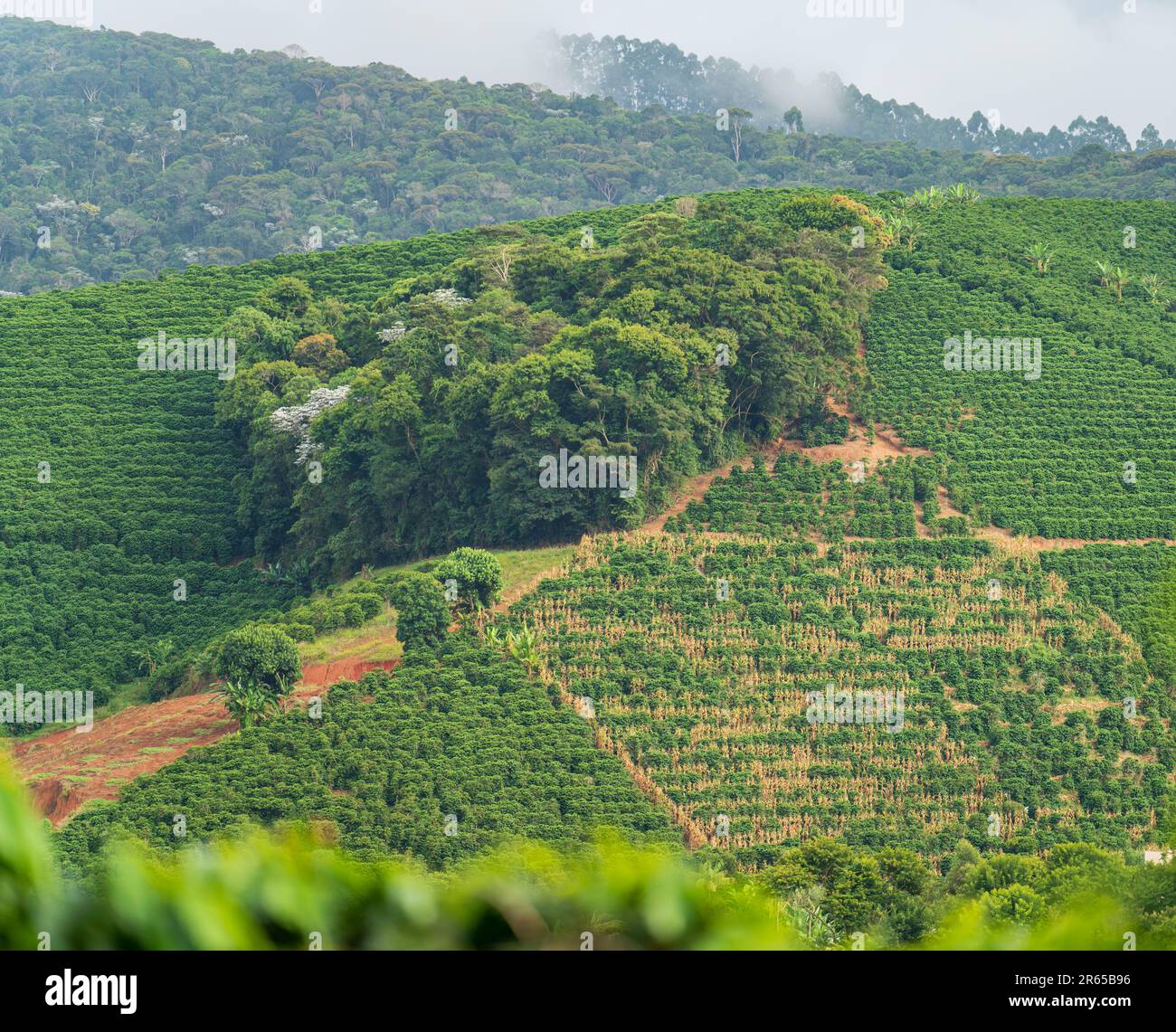 Lush coffee plantations on misty mountain slope Stock Photo - Alamy
