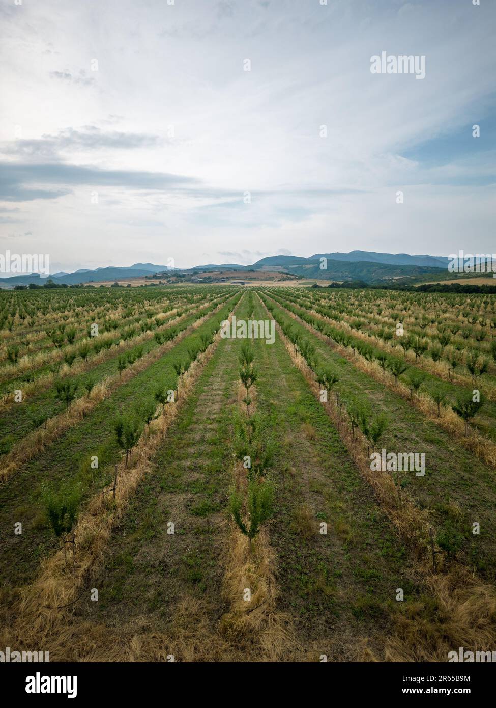 An idyllic view of a vibrant apple orchard with a bright sun beaming ...