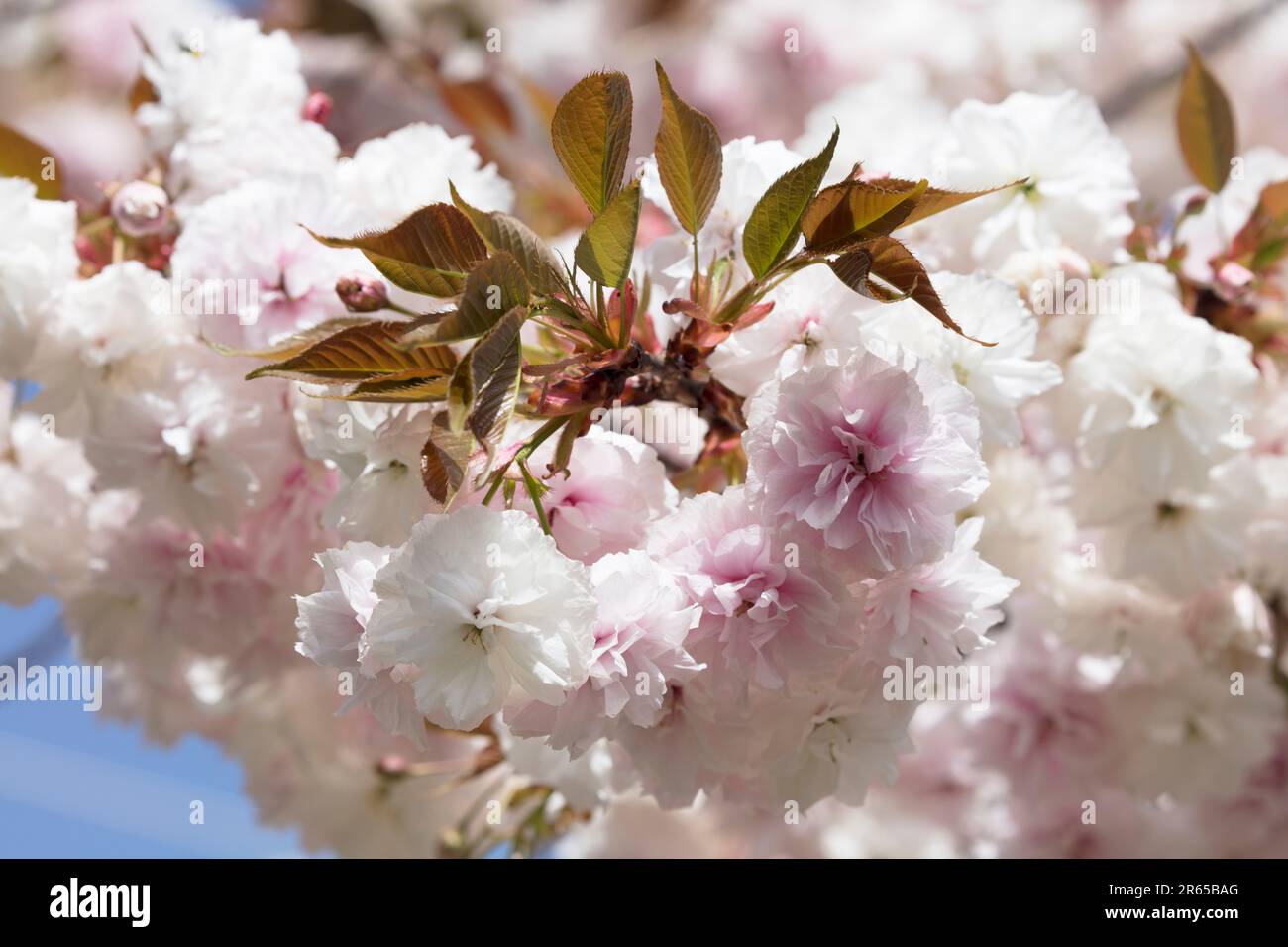 Double flower cherry blossoms hi-res stock photography and images - Alamy