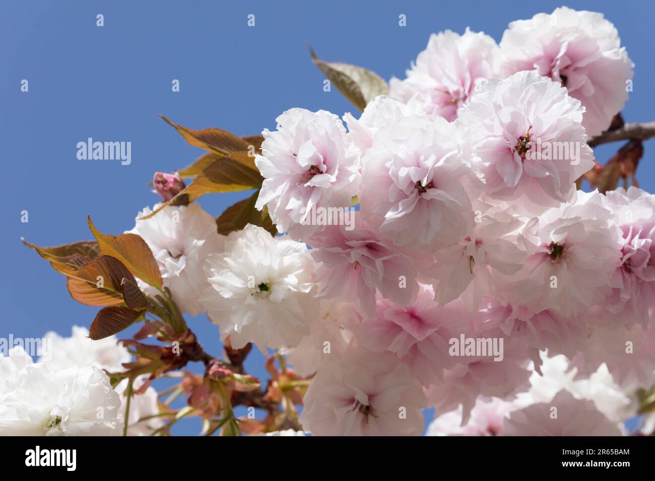 Double-flowered cherry blossoms Stock Photo - Alamy