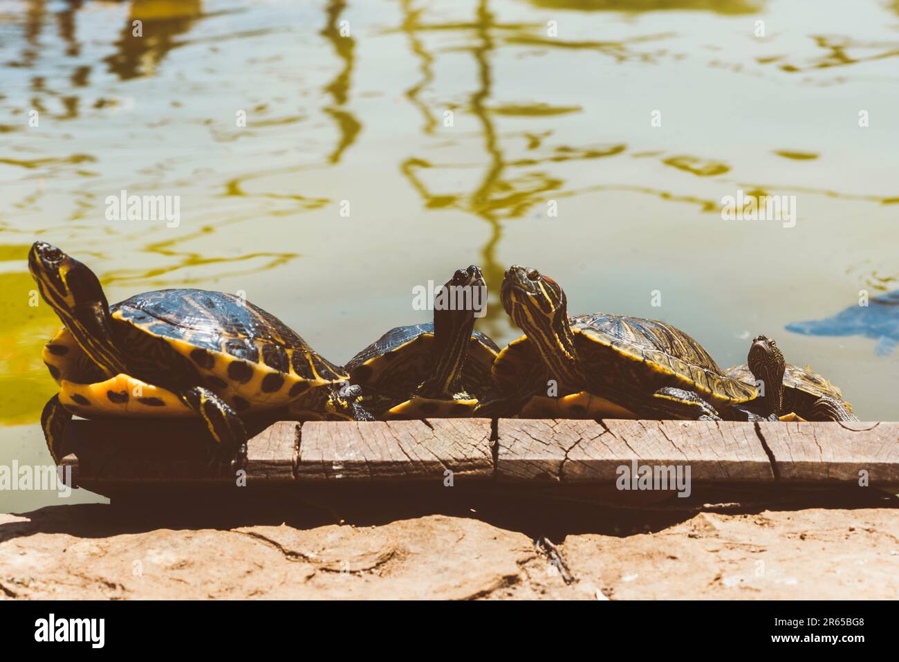 Turtles resting on pond hi-res stock photography and images - Alamy