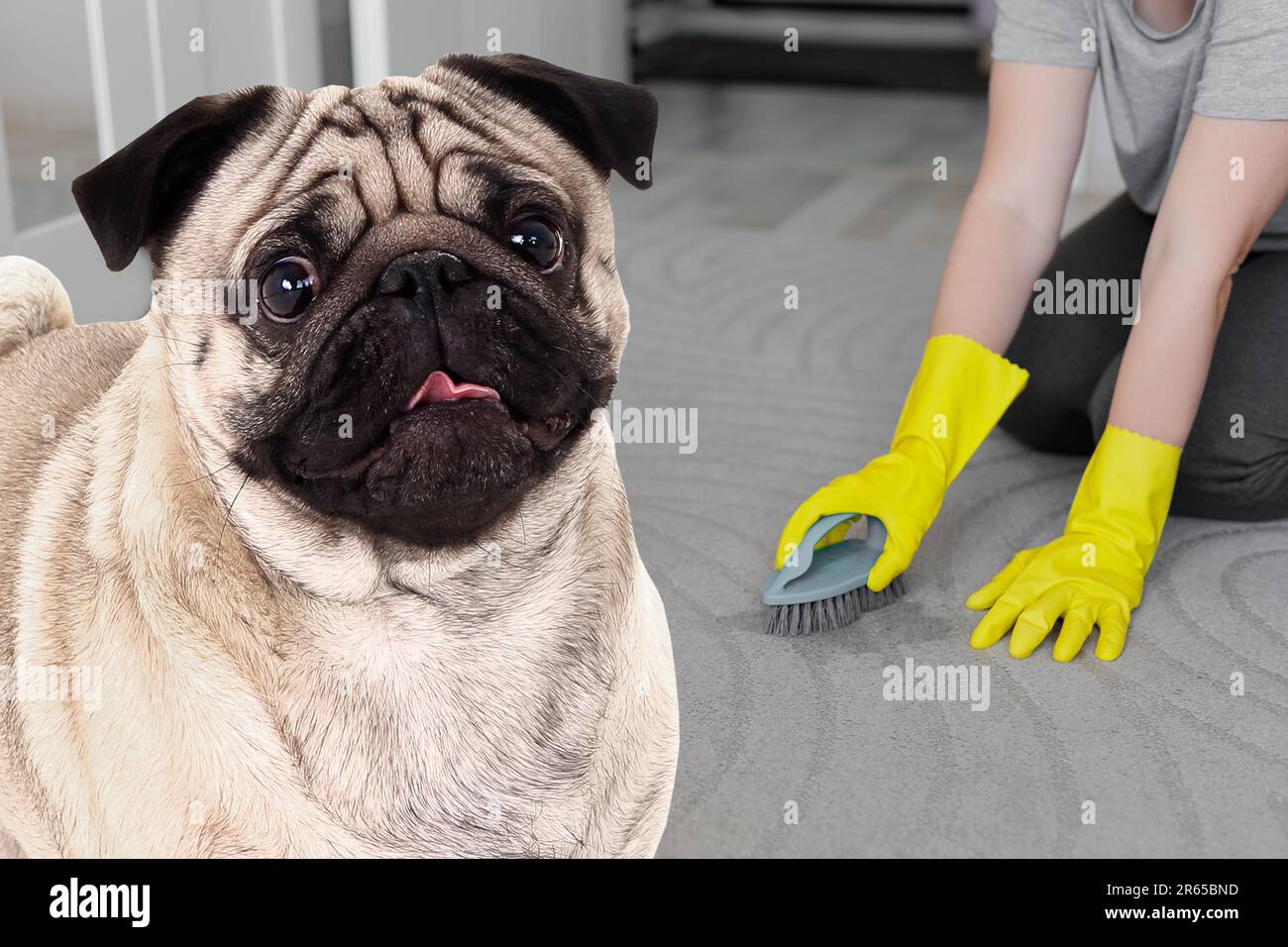 portrait of cute pug dog and woman cleaning wet spot on carpet Stock ...