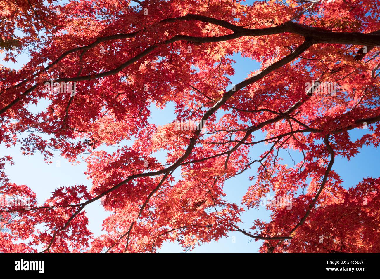 Maple autumn leaves Stock Photo - Alamy