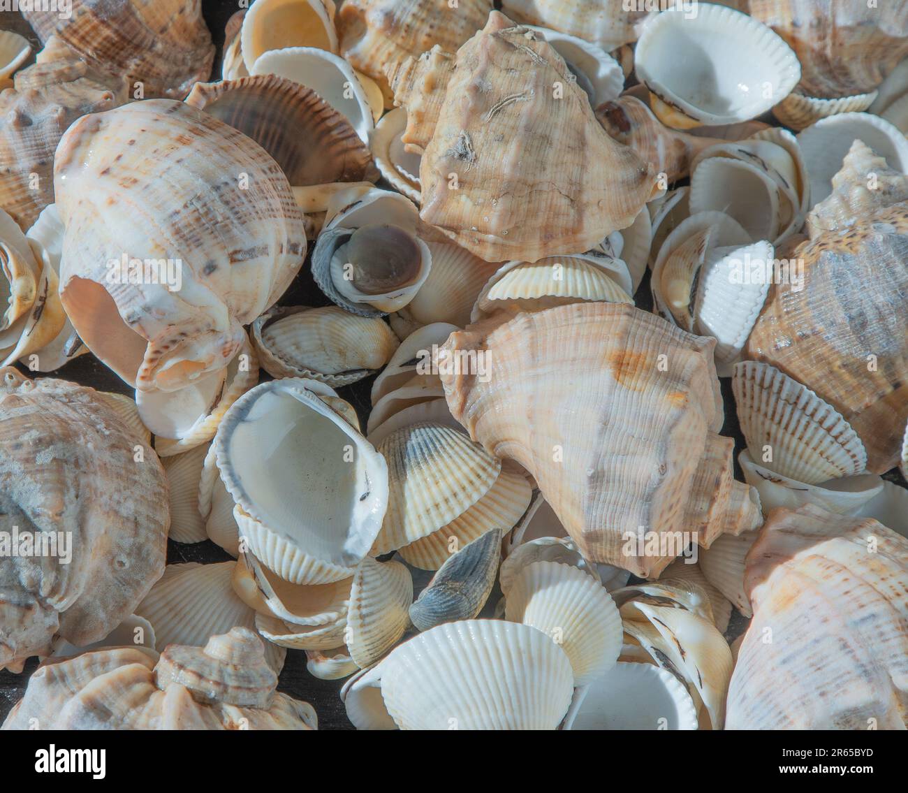 Sea shells on the beach. Summer background. Rapan shell top view. Beige ...