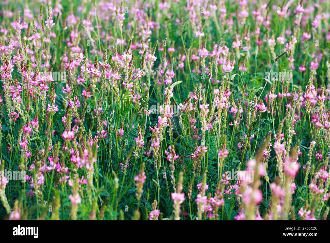 Field of pink flowers Sainfoin, Onobrychis viciifolia. Honey plant ...