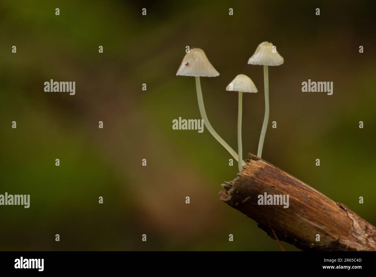 macro photograph of fungi in the forest Stock Photo - Alamy