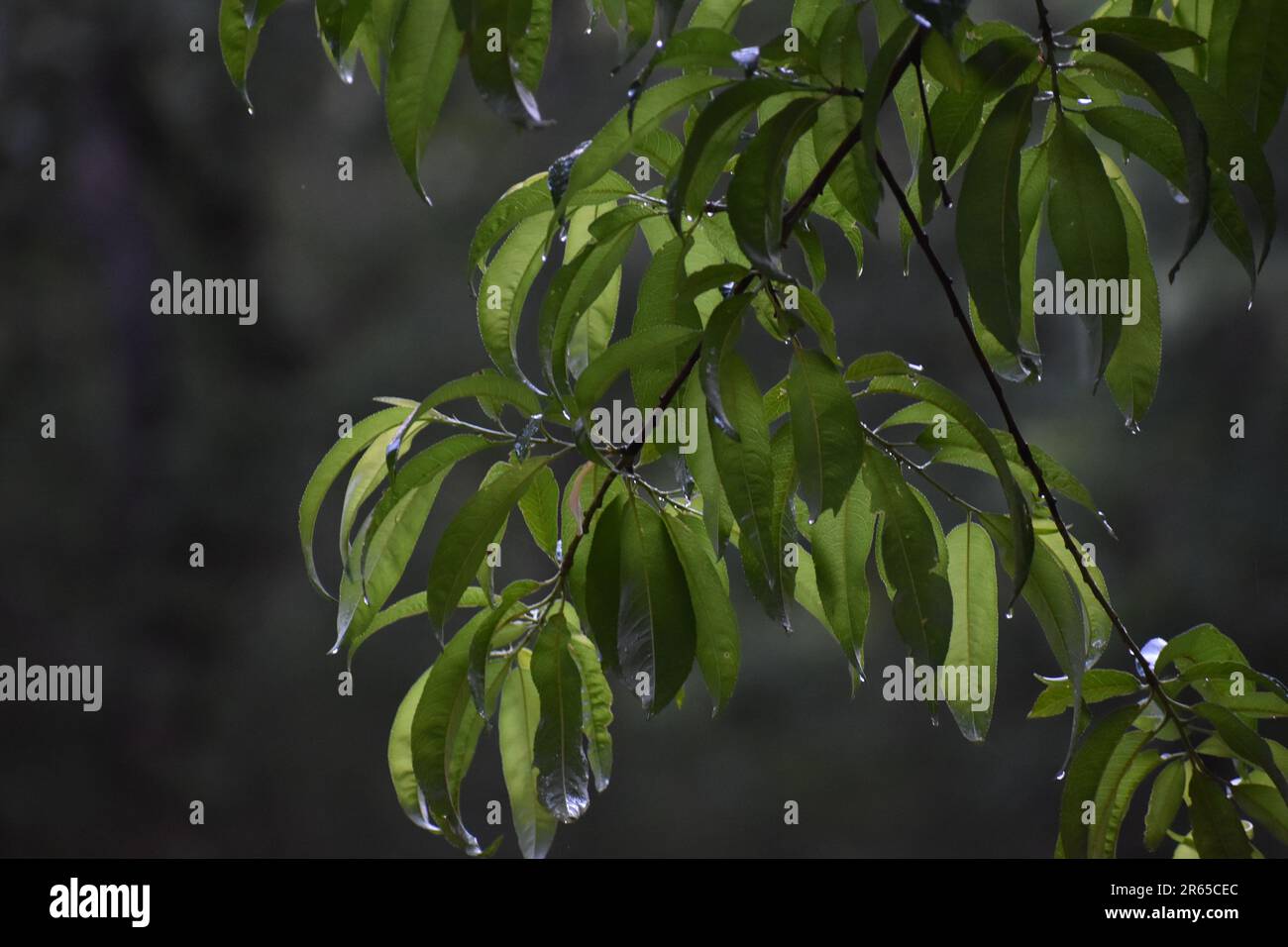 Dripping water hi-res stock photography and images - Alamy