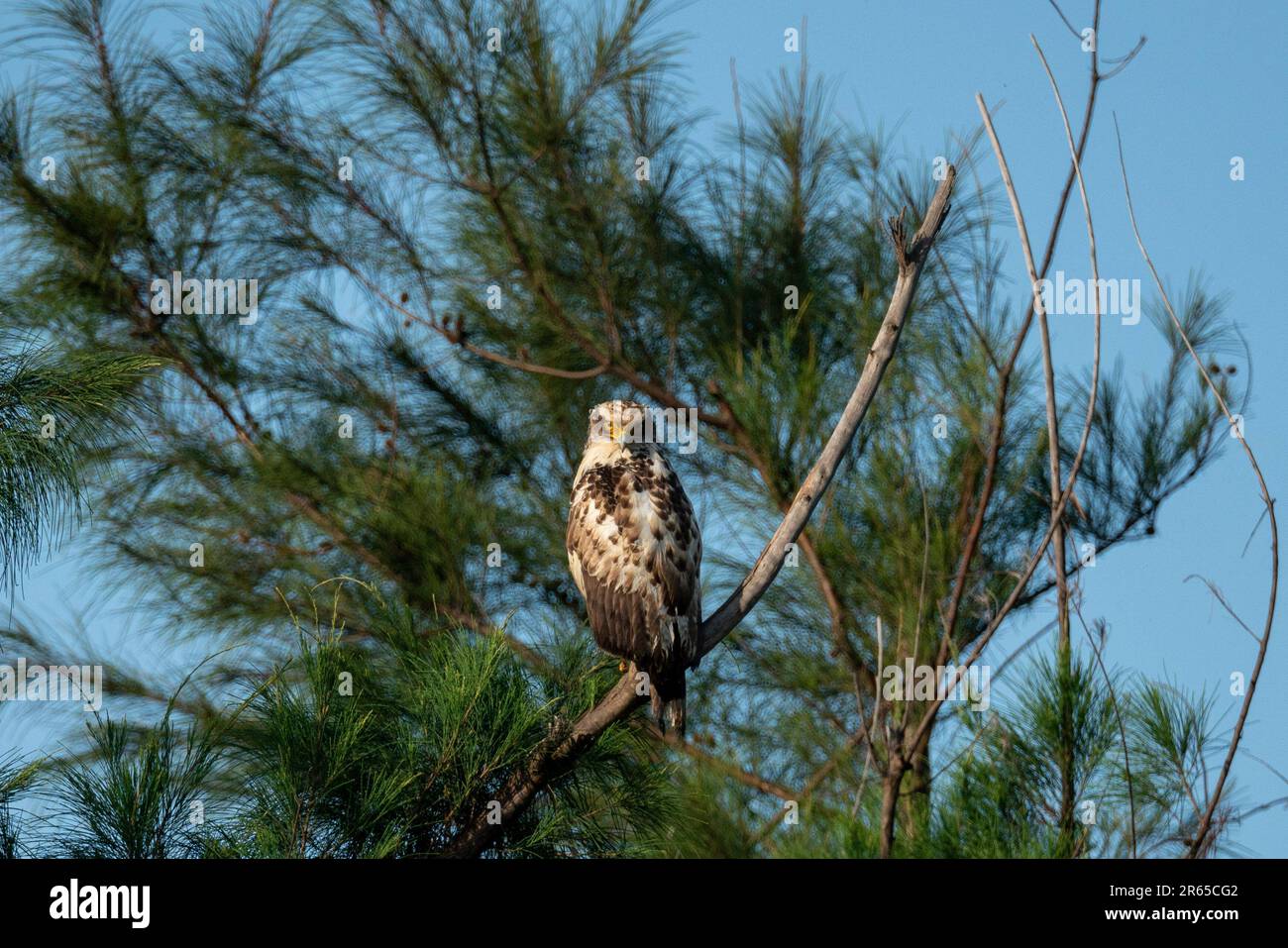 Immature crested serpent eagle hi-res stock photography and images - Alamy