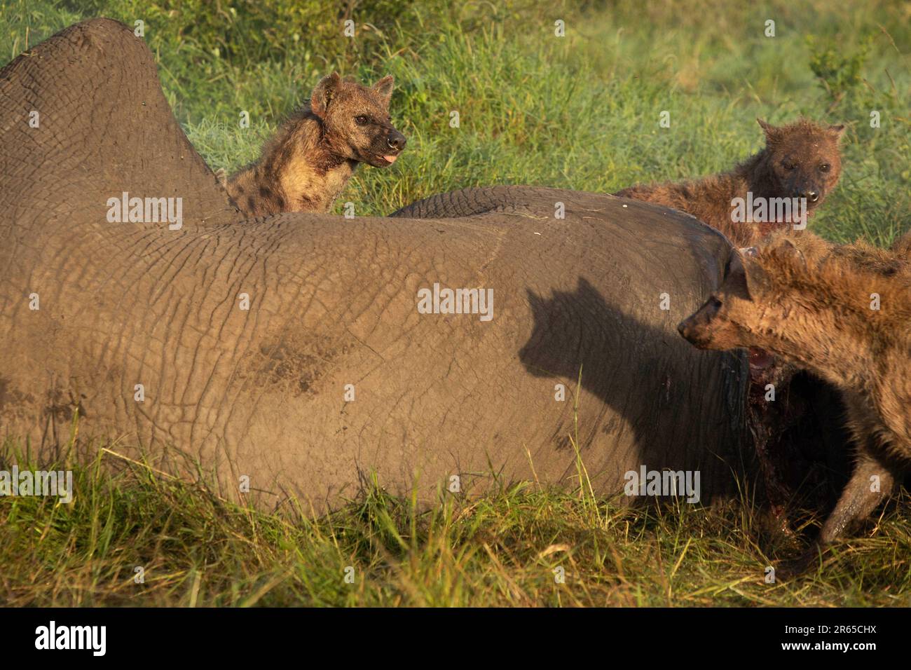 THIS DOZY hyena was so full it fell asleep INSIDE an elephant carcass ...
