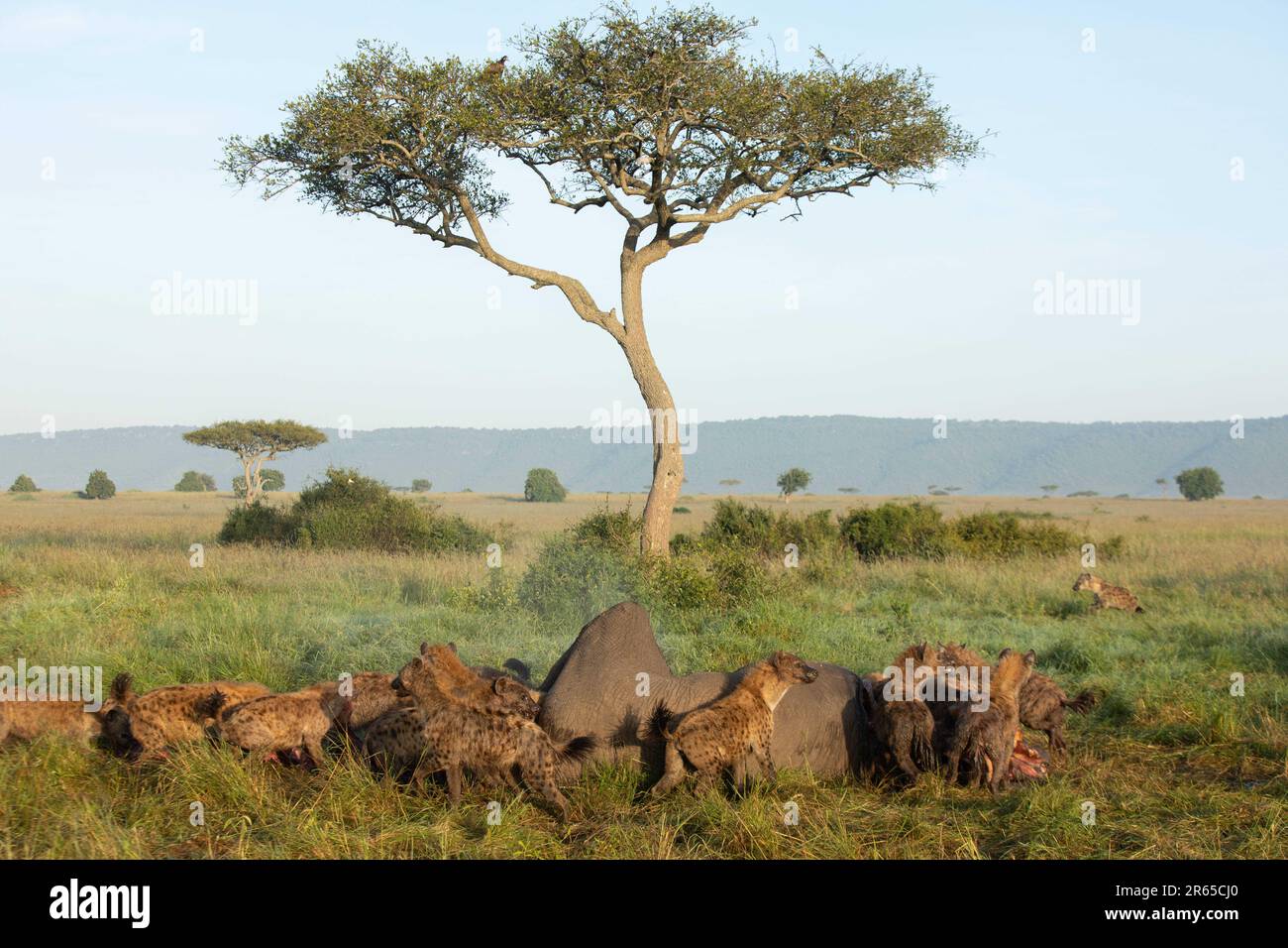 THIS DOZY hyena was so full it fell asleep INSIDE an elephant carcass ...