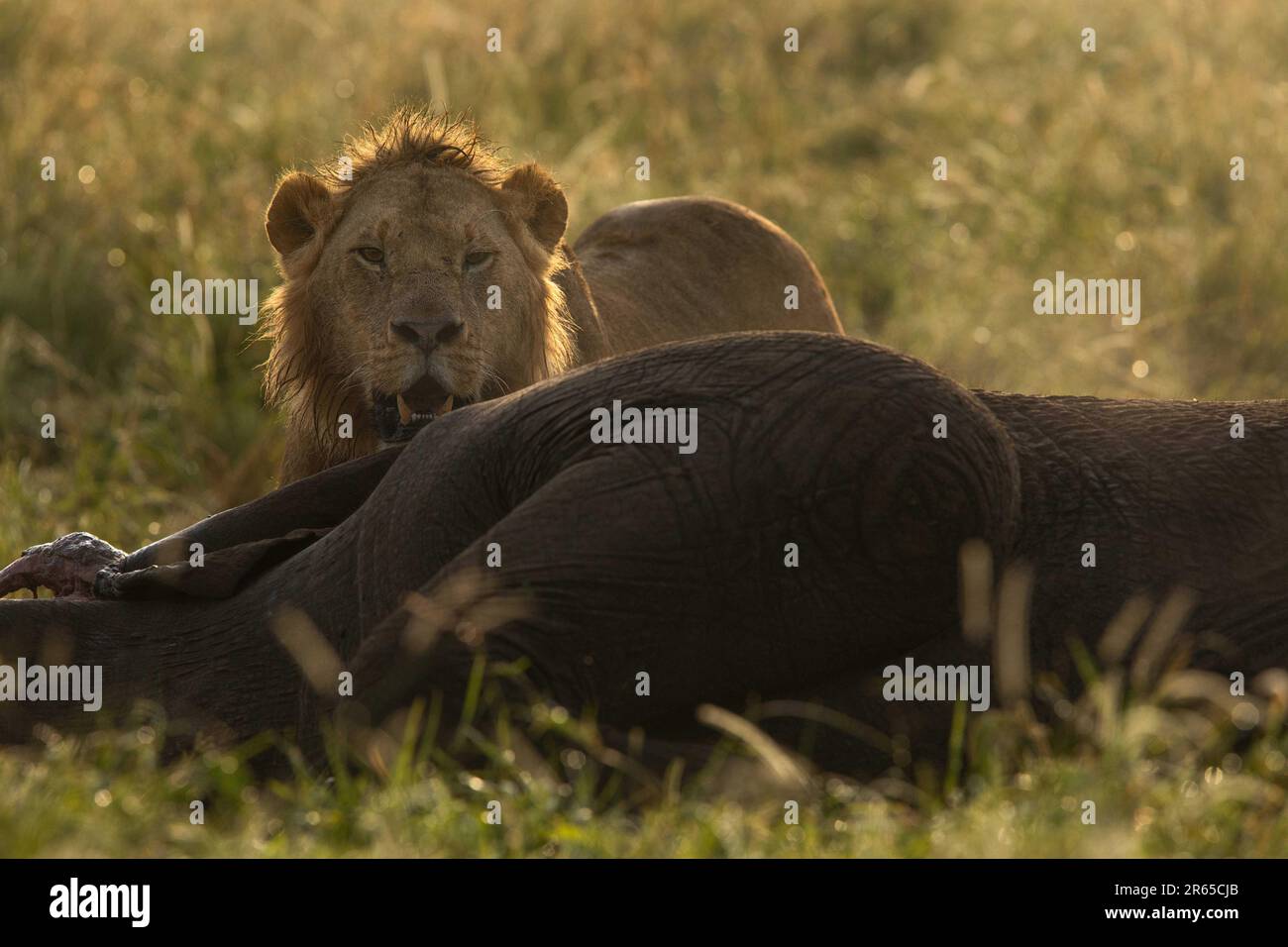 THIS DOZY hyena was so full it fell asleep INSIDE an elephant carcass ...