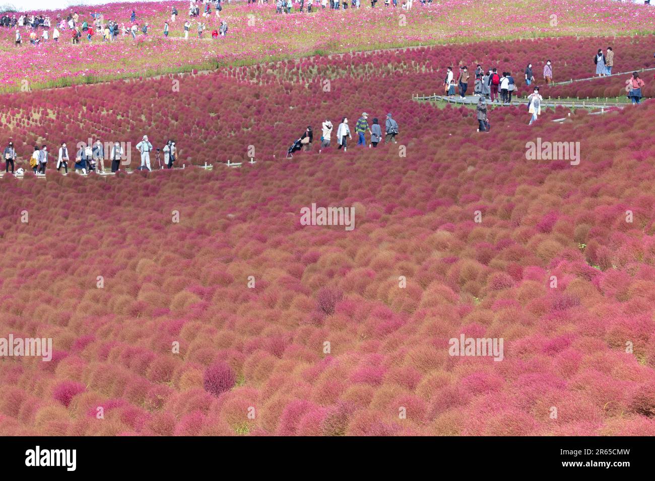 Red kochia hi-res stock photography and images - Alamy
