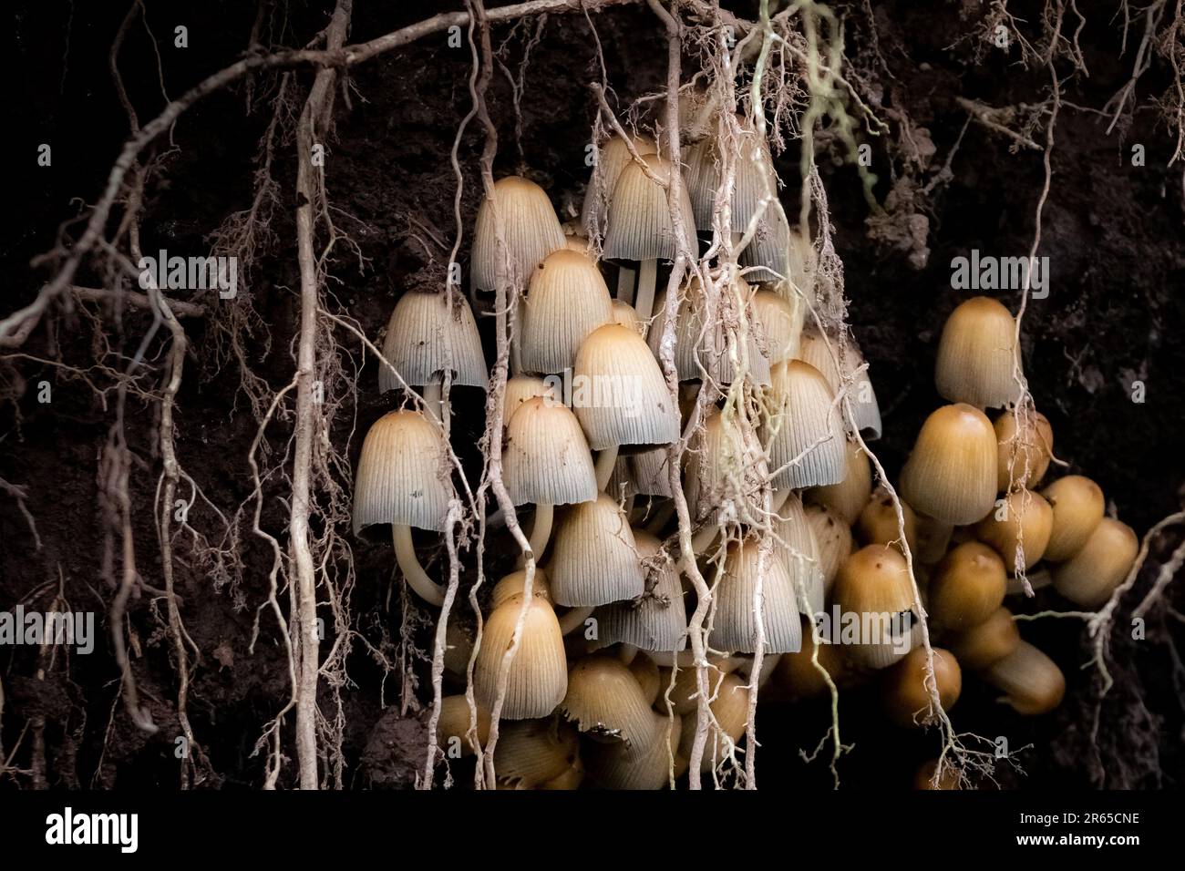macro photograph of fungi in the forest Stock Photo - Alamy