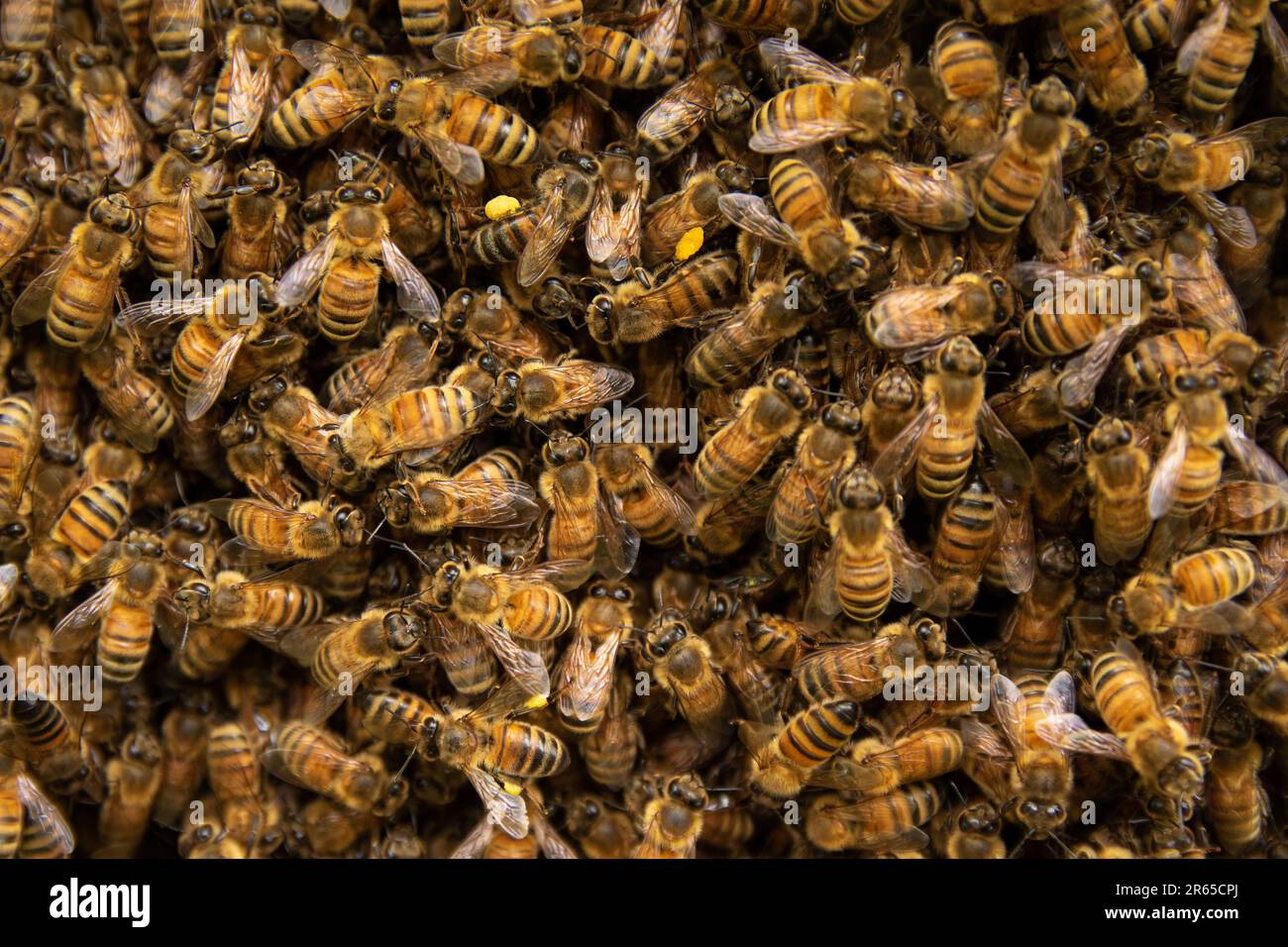 Swarm of bees flying together hi-res stock photography and images - Alamy