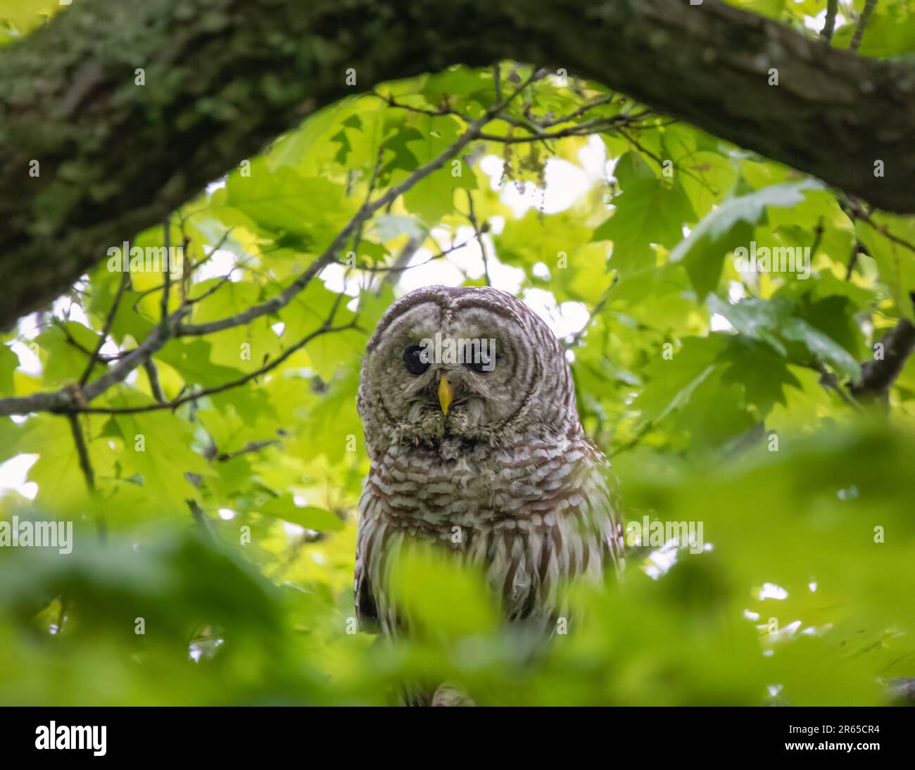 A close up of a majestic owl is perched on a tree branch Stock Photo ...