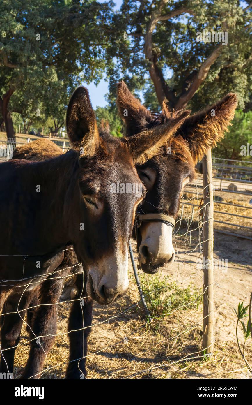 Brown Catalan donkey in a beige bridle with long hair on his ears on a ...