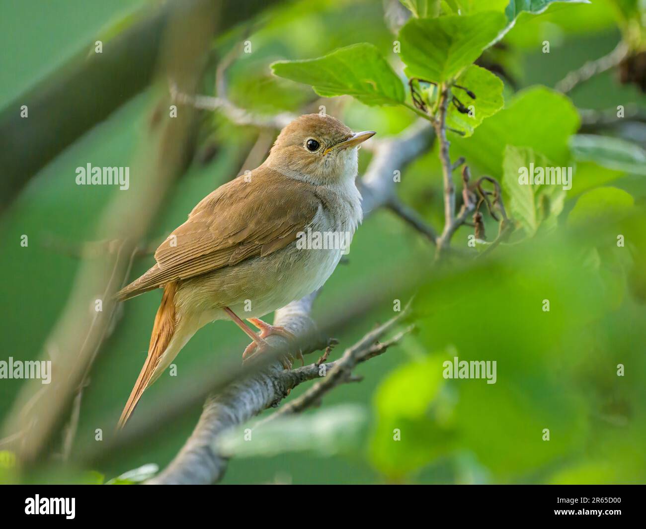 A Common Nightingale sitting in a bush, sunny morning in springtime ...