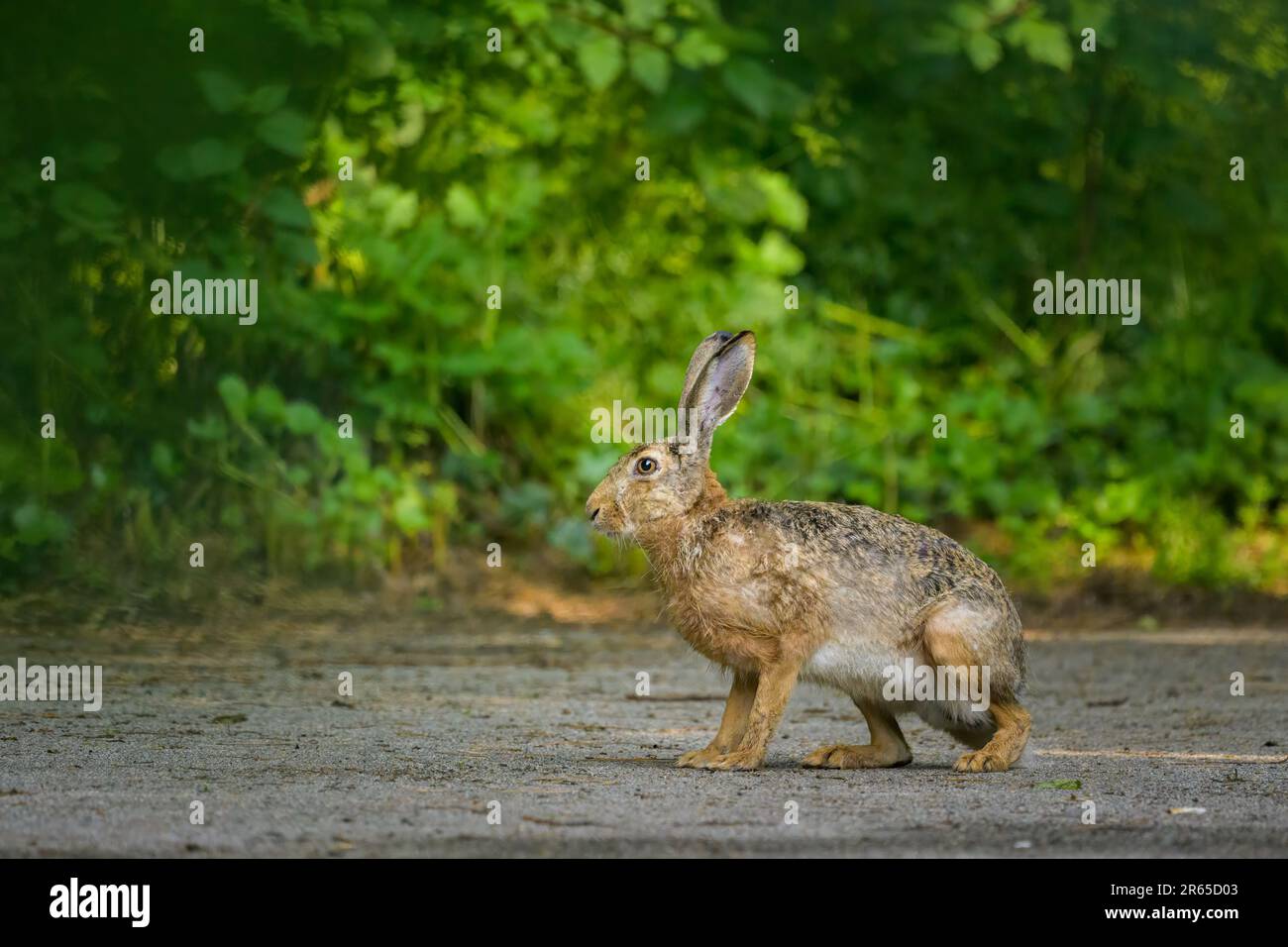 Green rabbit vienna hi-res stock photography and images - Alamy