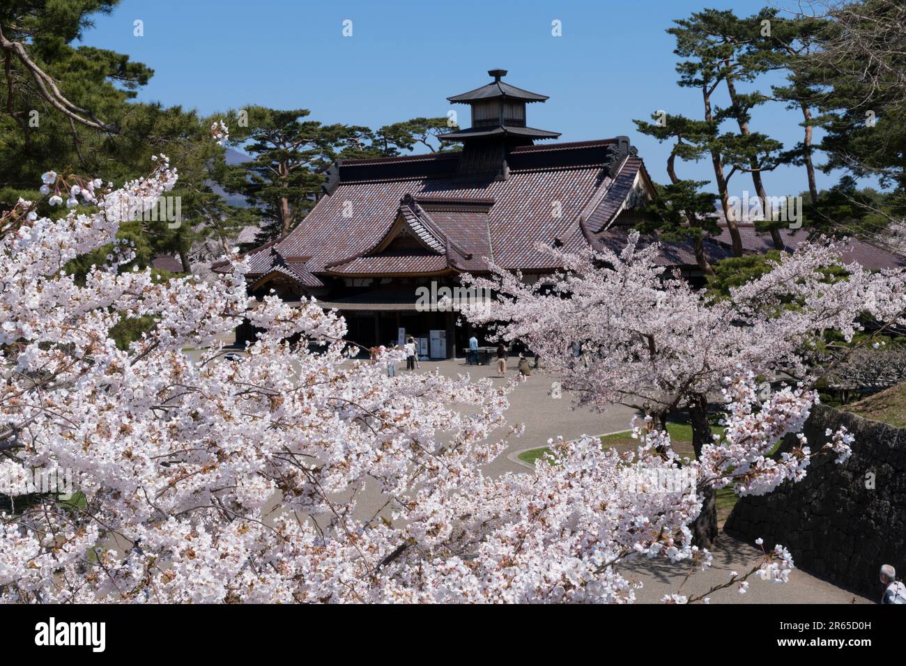 Cherry blossoms in Goryokaku Park and Hakodate Magistrate Office Stock ...
