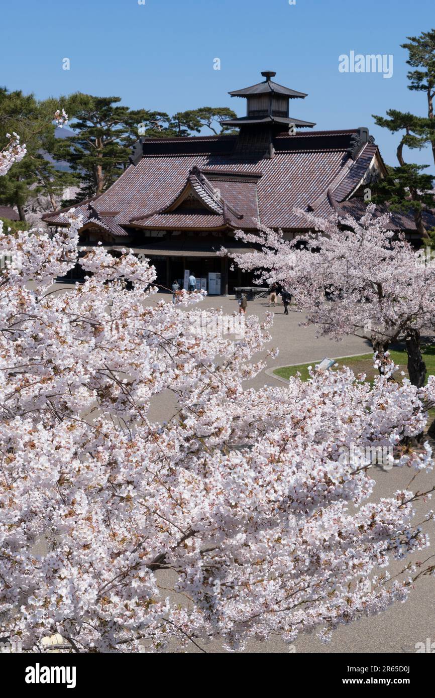 Cherry blossoms in Goryokaku Park and Hakodate Magistrate Office Stock ...