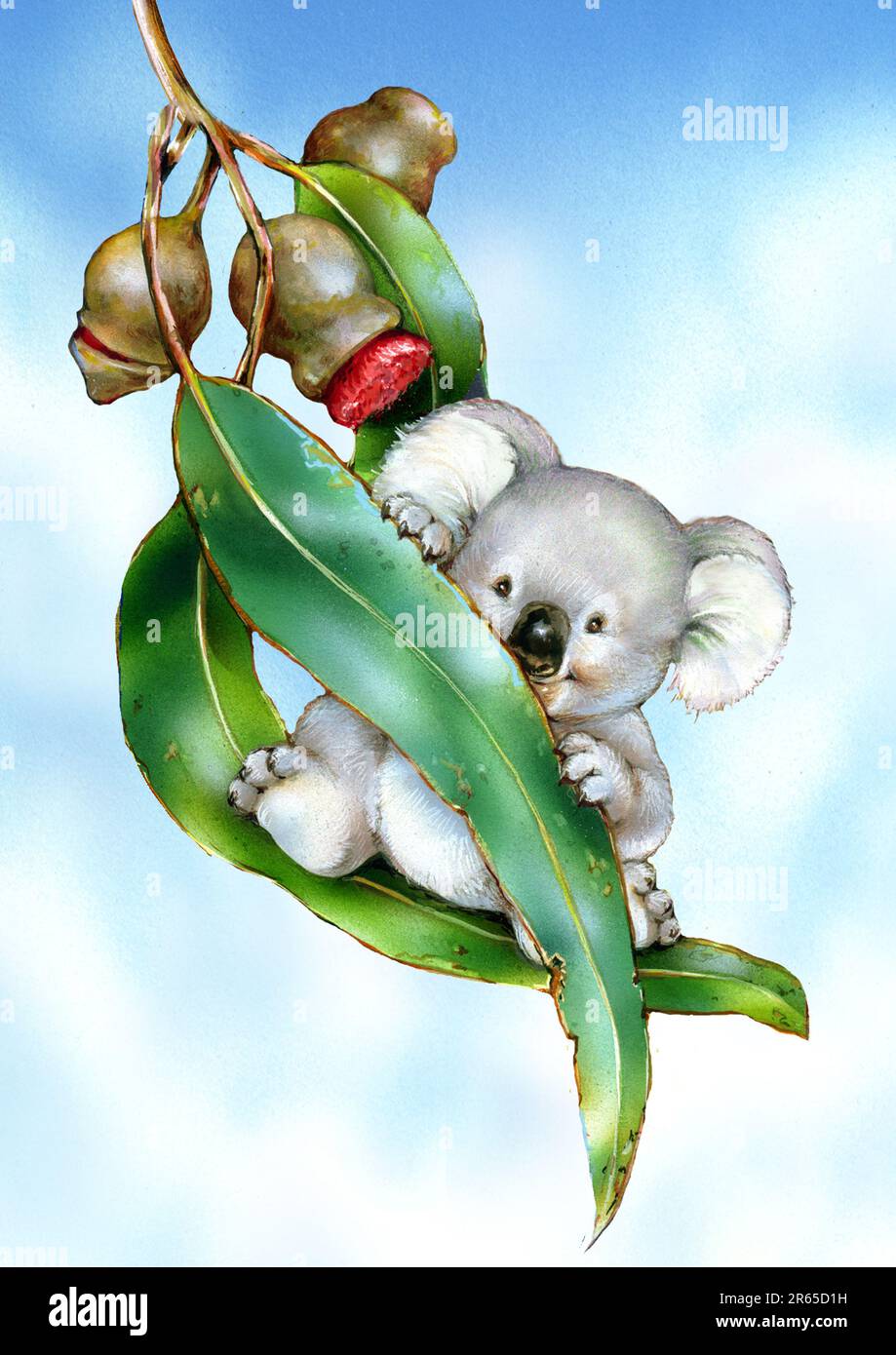 Small koala swinging on gum leaf hi-res stock photography and images ...