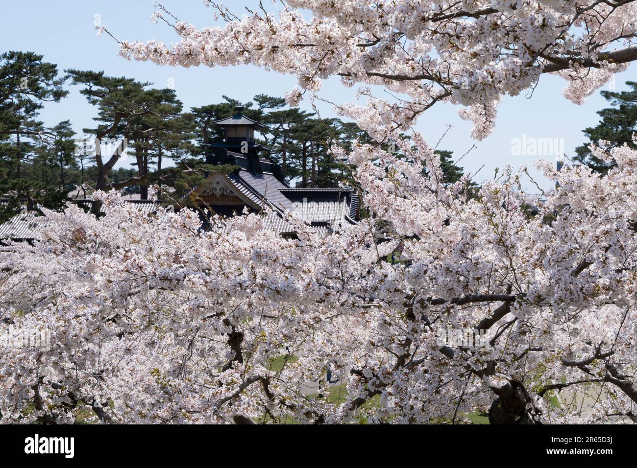 Cherry blossoms in Goryokaku Park and Hakodate Magistrate Office Stock ...