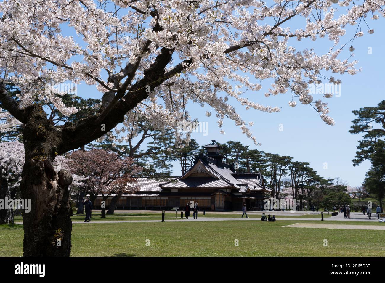 Cherry blossoms in Goryokaku Park and Hakodate Magistrate Office Stock ...