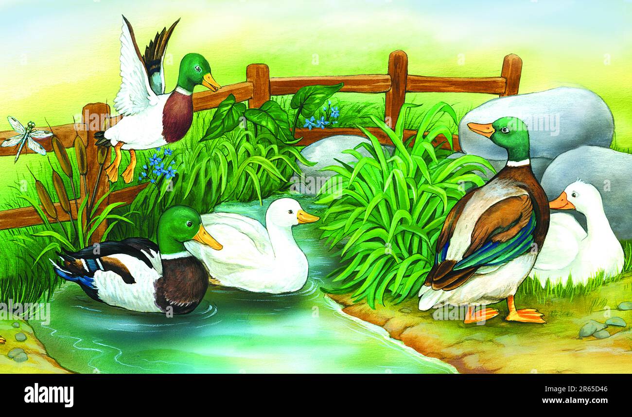 Animals-Ducks around pond Stock Photo - Alamy