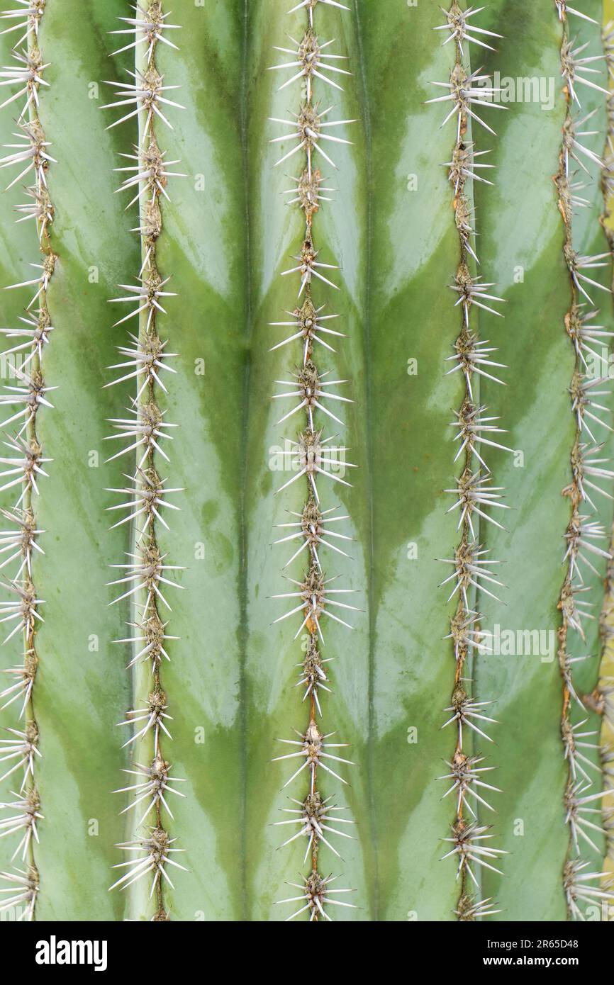 Ribbed cactus hi-res stock photography and images - Alamy