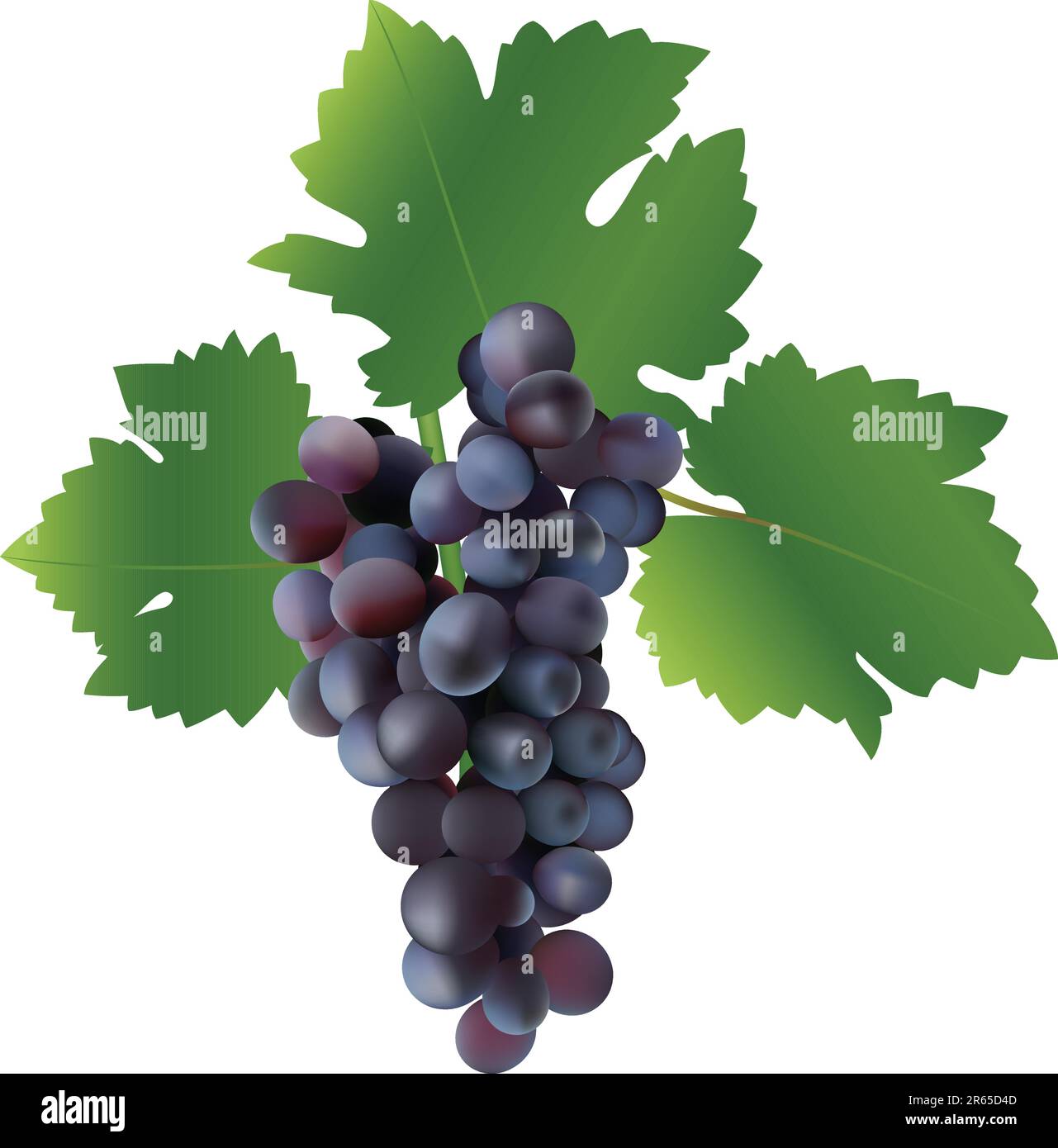 photo realistic grape vector illustration Stock Vector Image & Art - Alamy