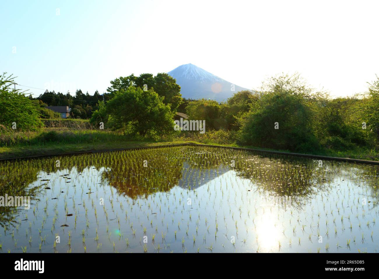 Japan rice planting hi-res stock photography and images - Alamy