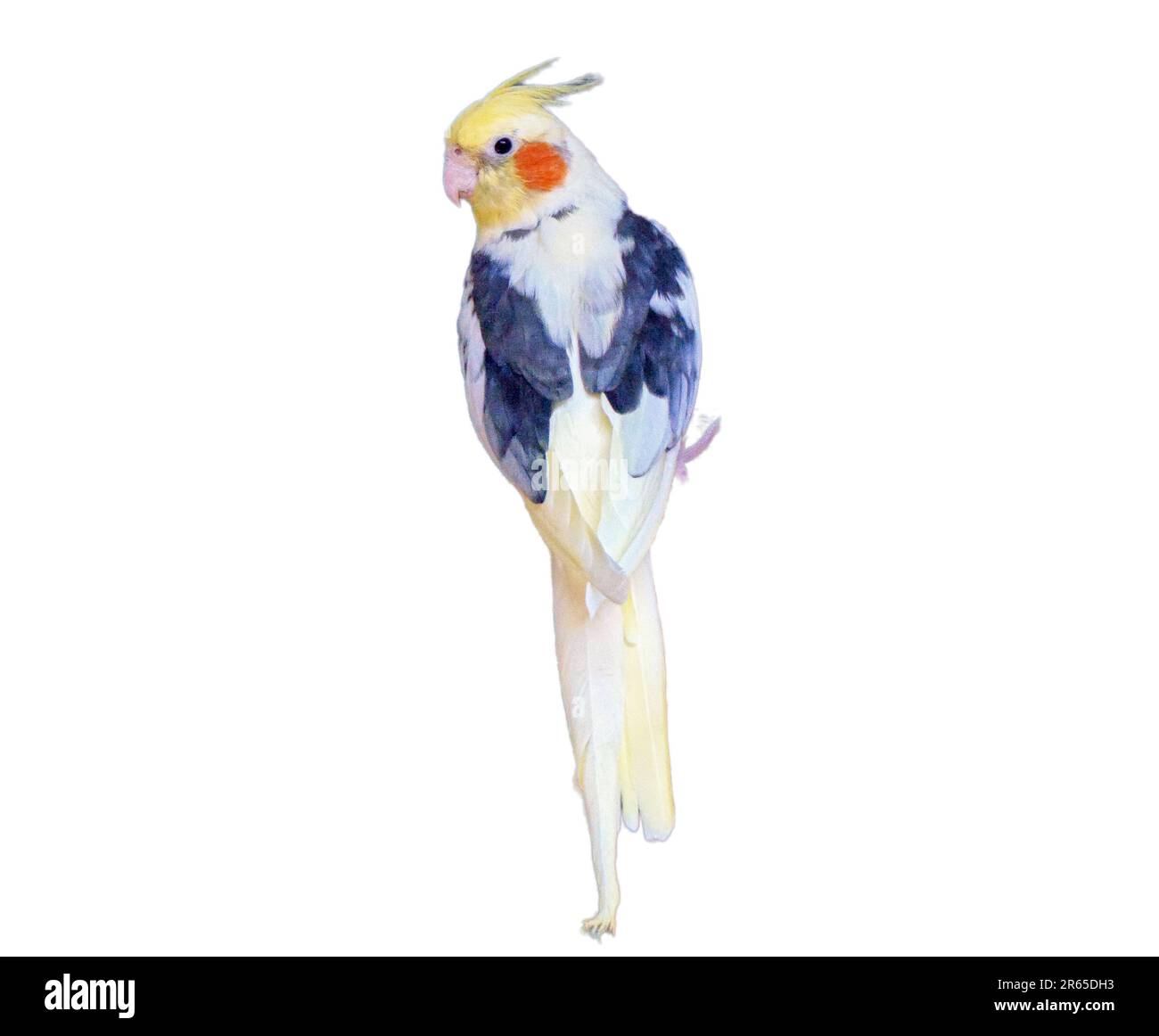 Parrot nymph isolated on white background Stock Photo - Alamy