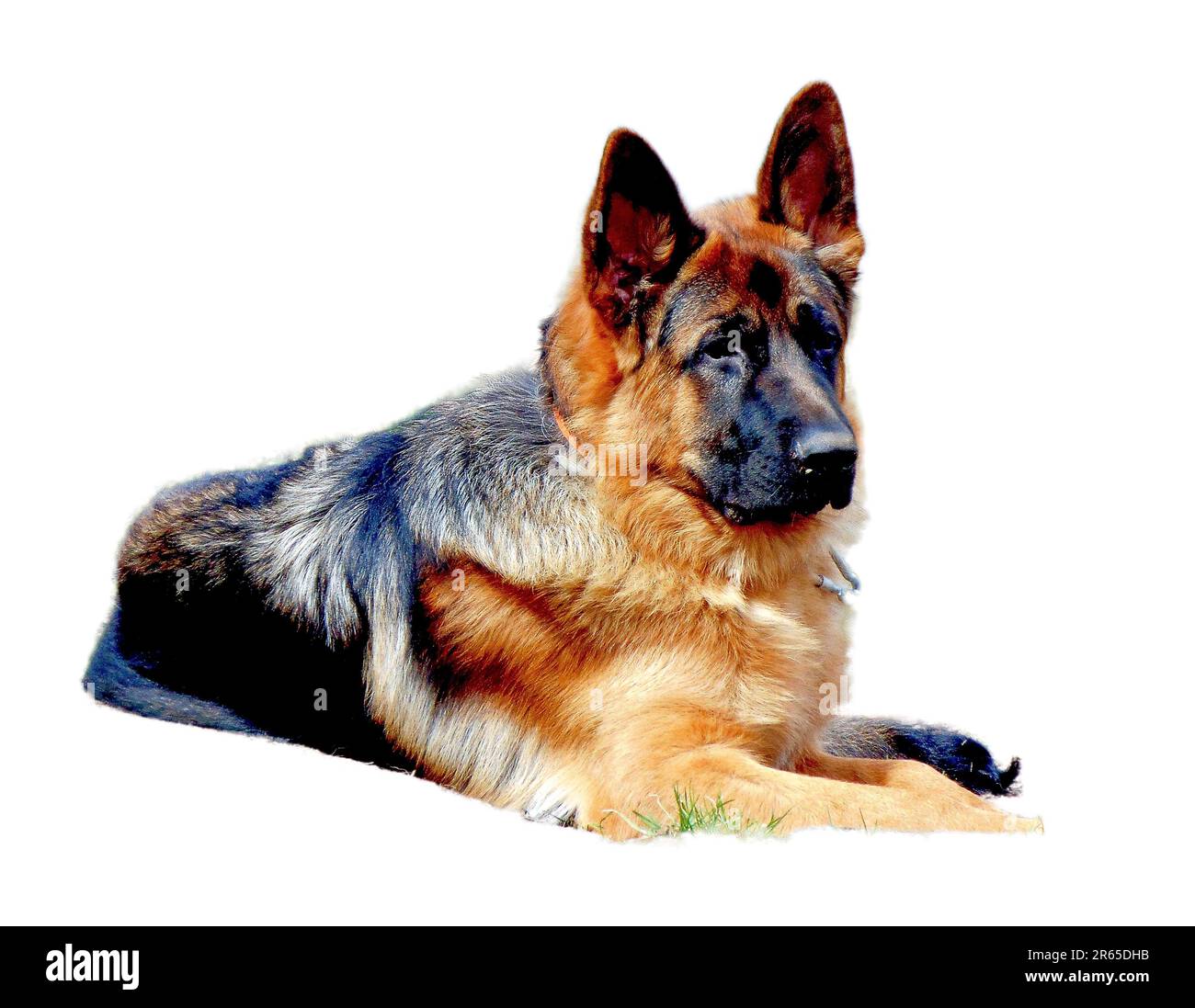 German shepherd dog outdoor Cut Out Stock Images & Pictures - Alamy
