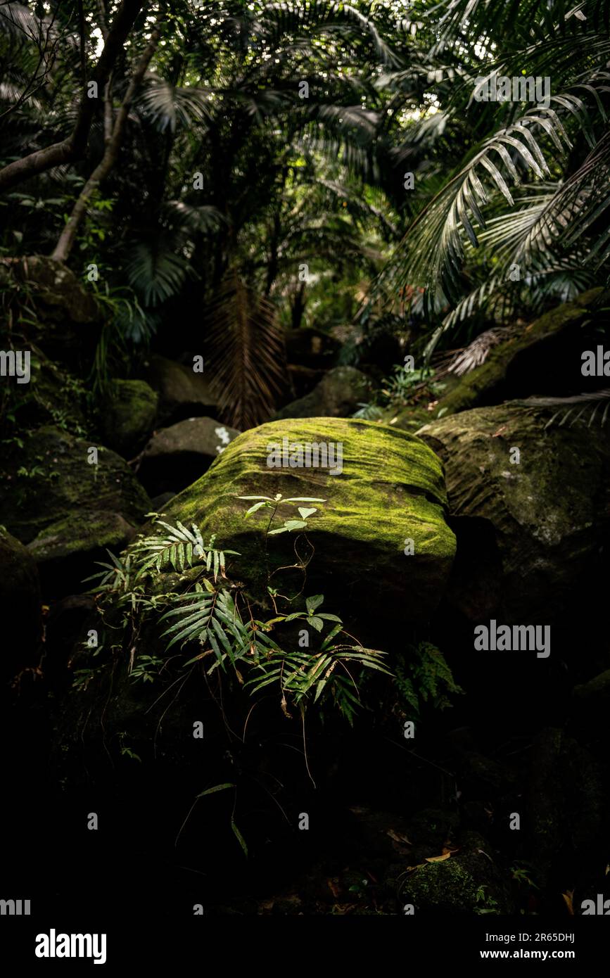 Nature art found in the forest Stock Photo - Alamy