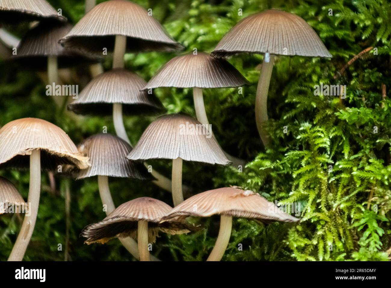 macro photograph of fungi in the forest Stock Photo - Alamy
