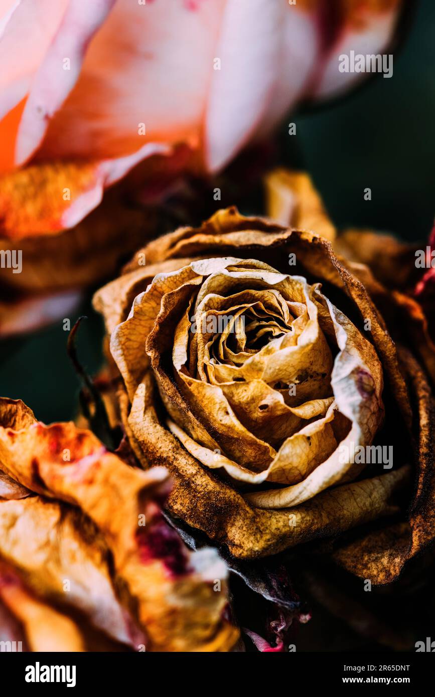 Drying red roses hi-res stock photography and images - Alamy