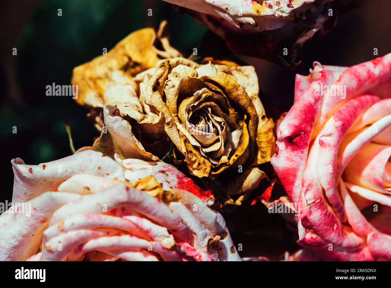 Drying red roses hi-res stock photography and images - Alamy