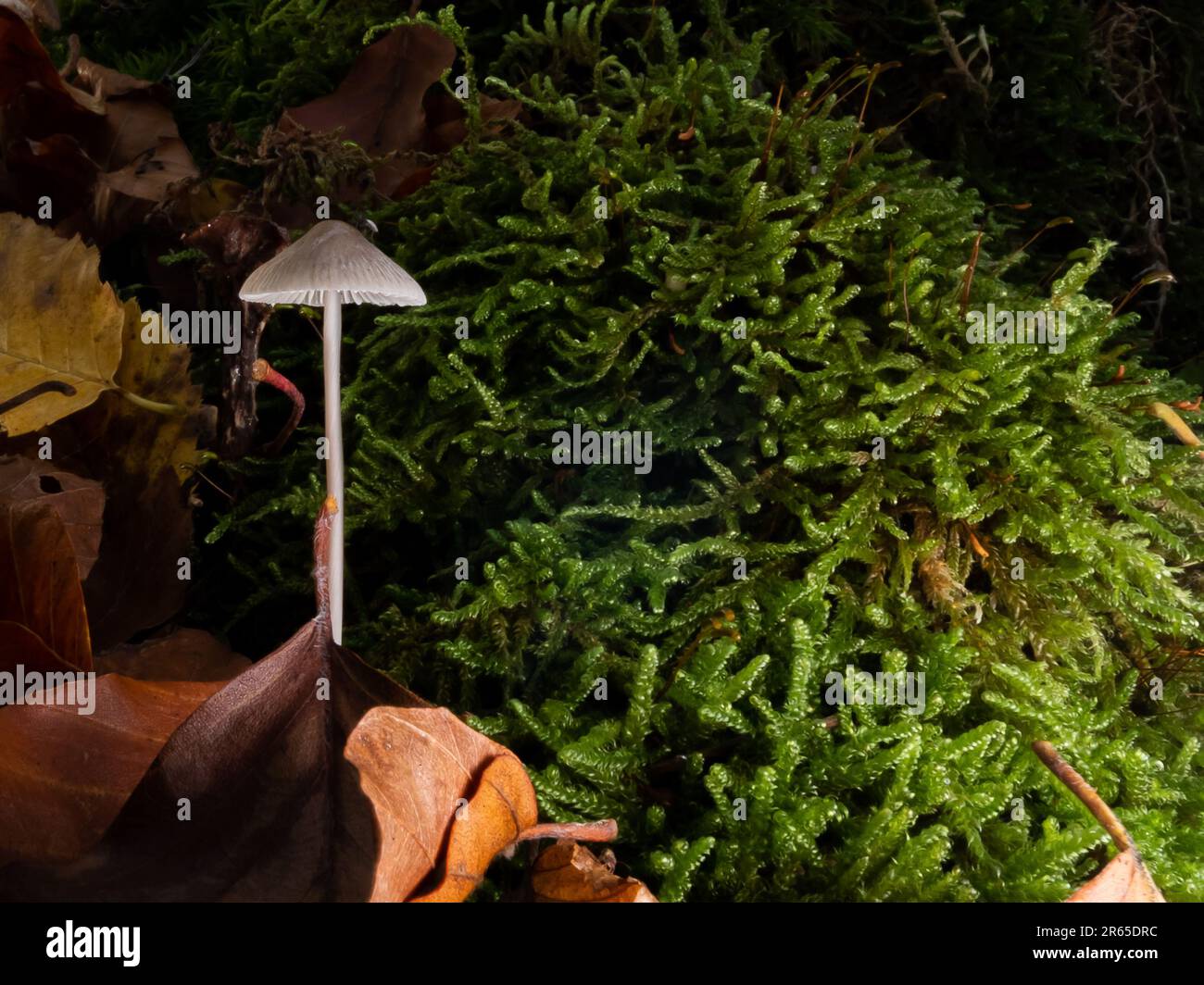 macro photograph of fungi in the forest Stock Photo - Alamy