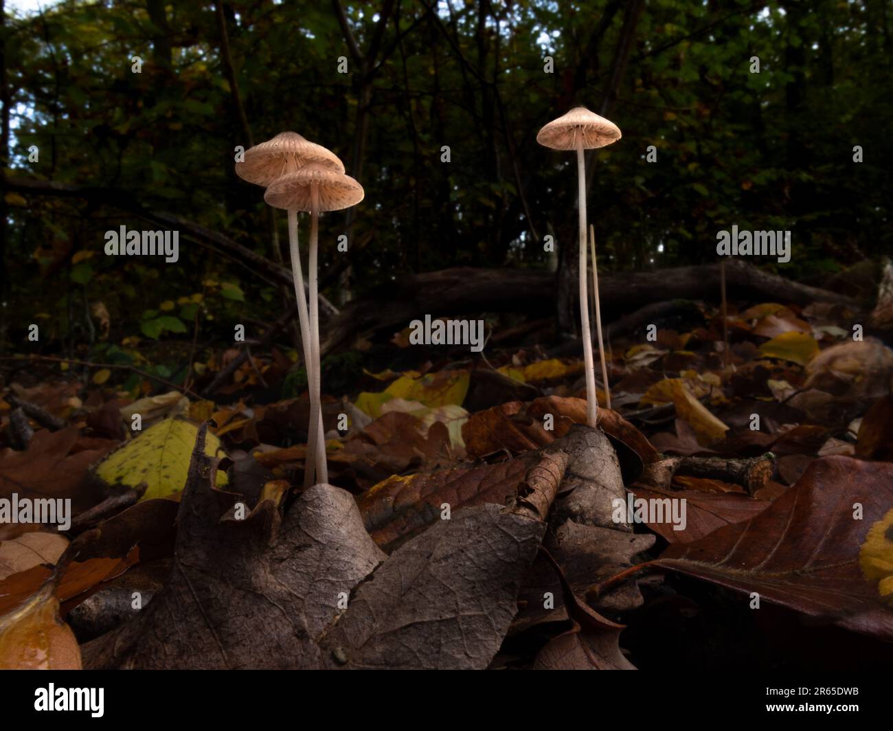 Palatinate fungi hi-res stock photography and images - Alamy
