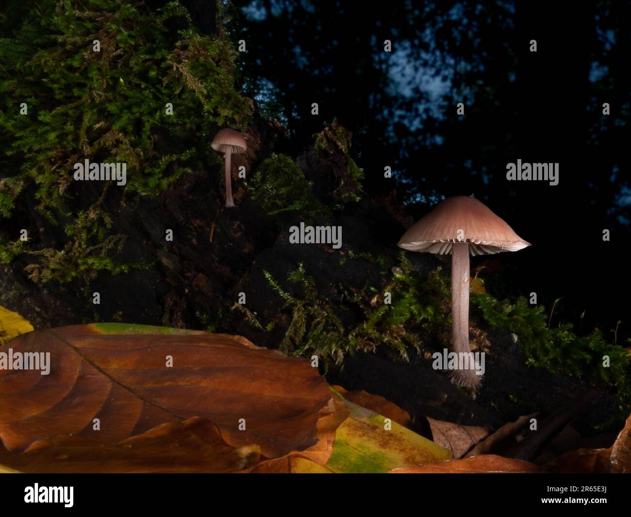 macro photograph of fungi in the forest Stock Photo - Alamy