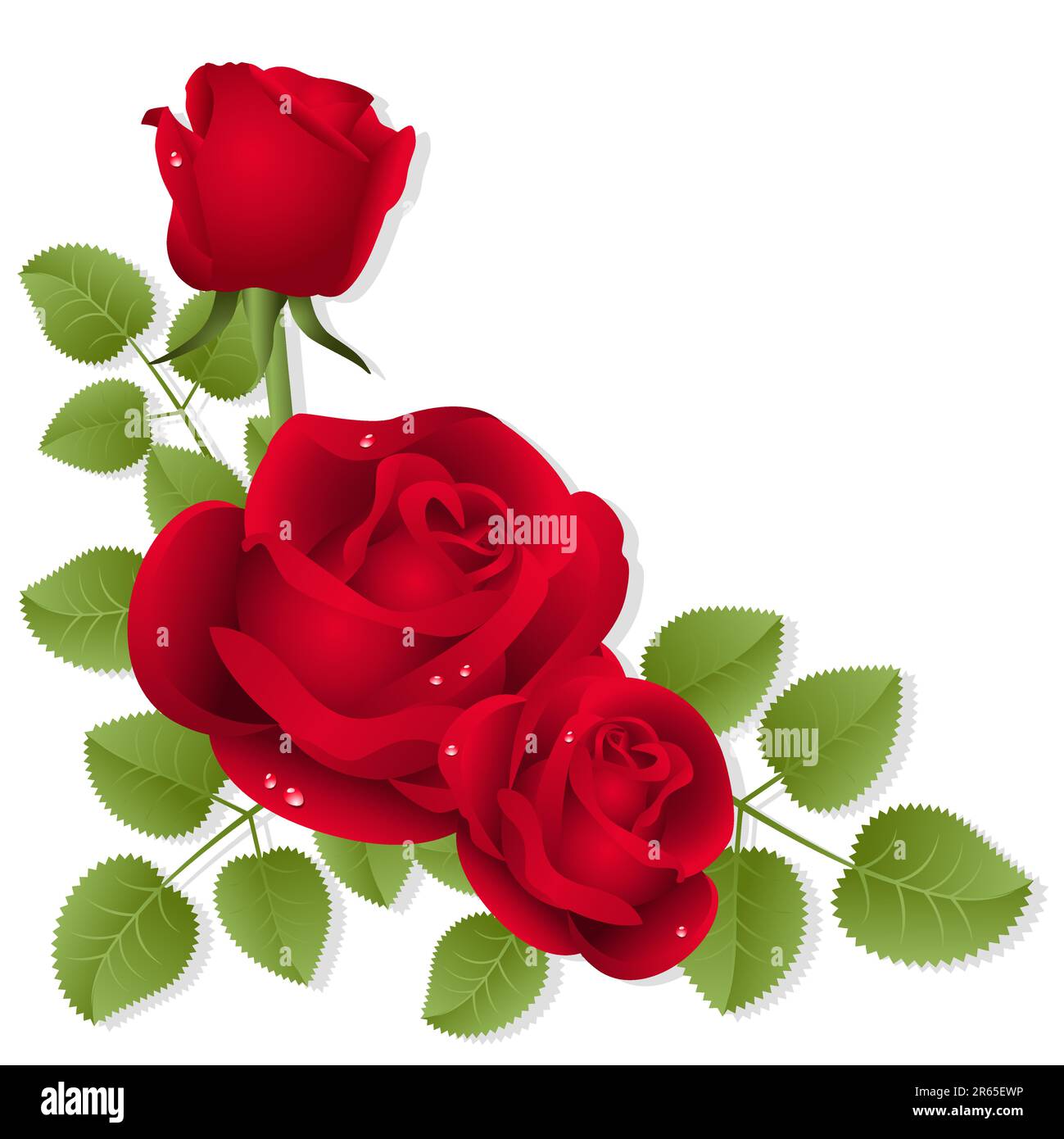 Three red roses on a white background Stock Vector Image & Art - Alamy