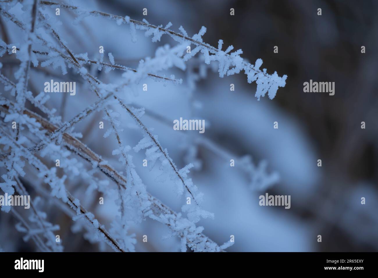 A close-up of a tree branch covered in hoar frost resembling snow Stock ...