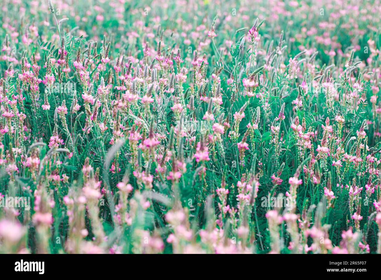 Field of pink flowers Sainfoin, Onobrychis viciifolia. Honey plant ...