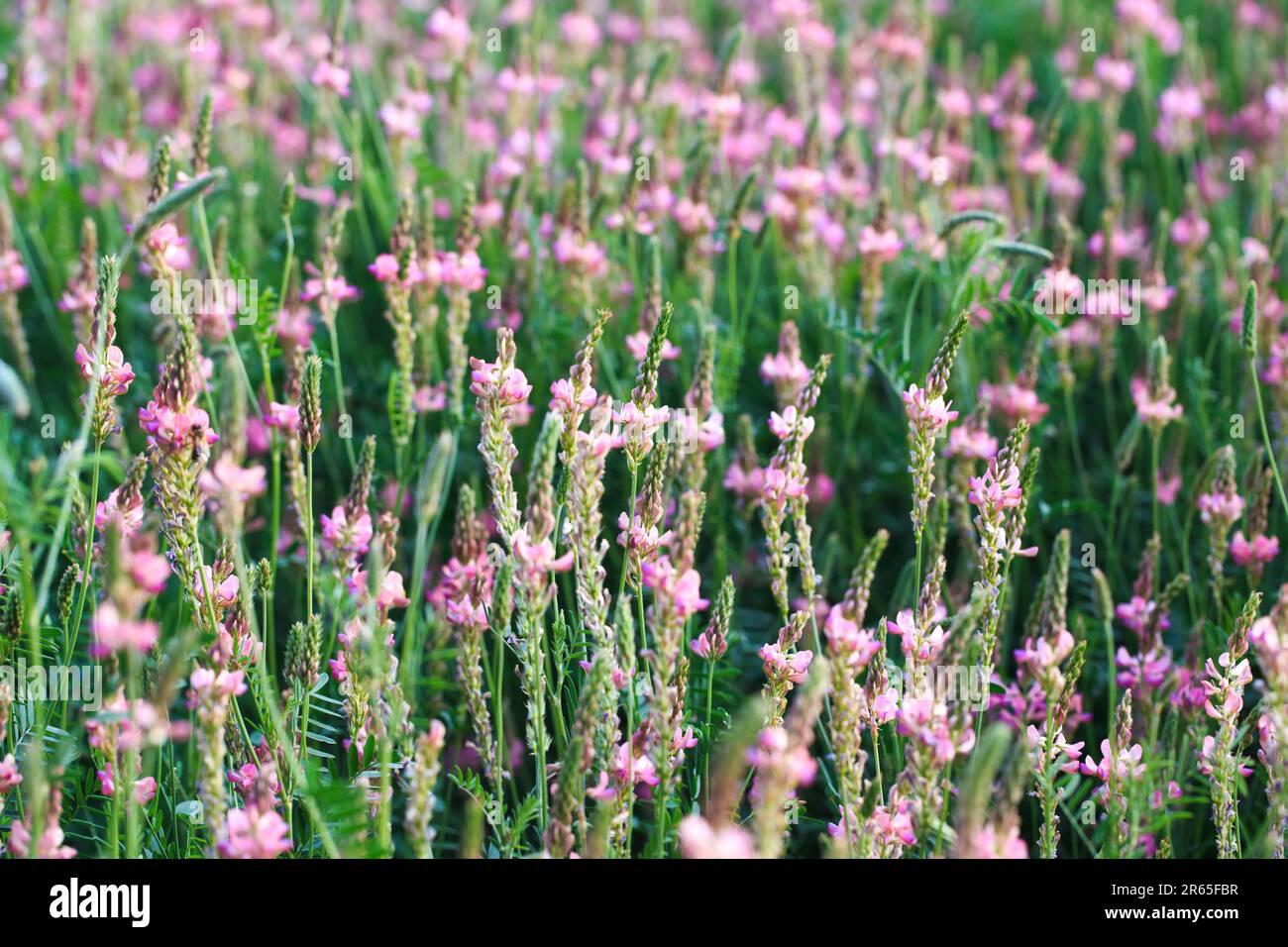Field of pink flowers Sainfoin, Onobrychis viciifolia. Honey plant ...