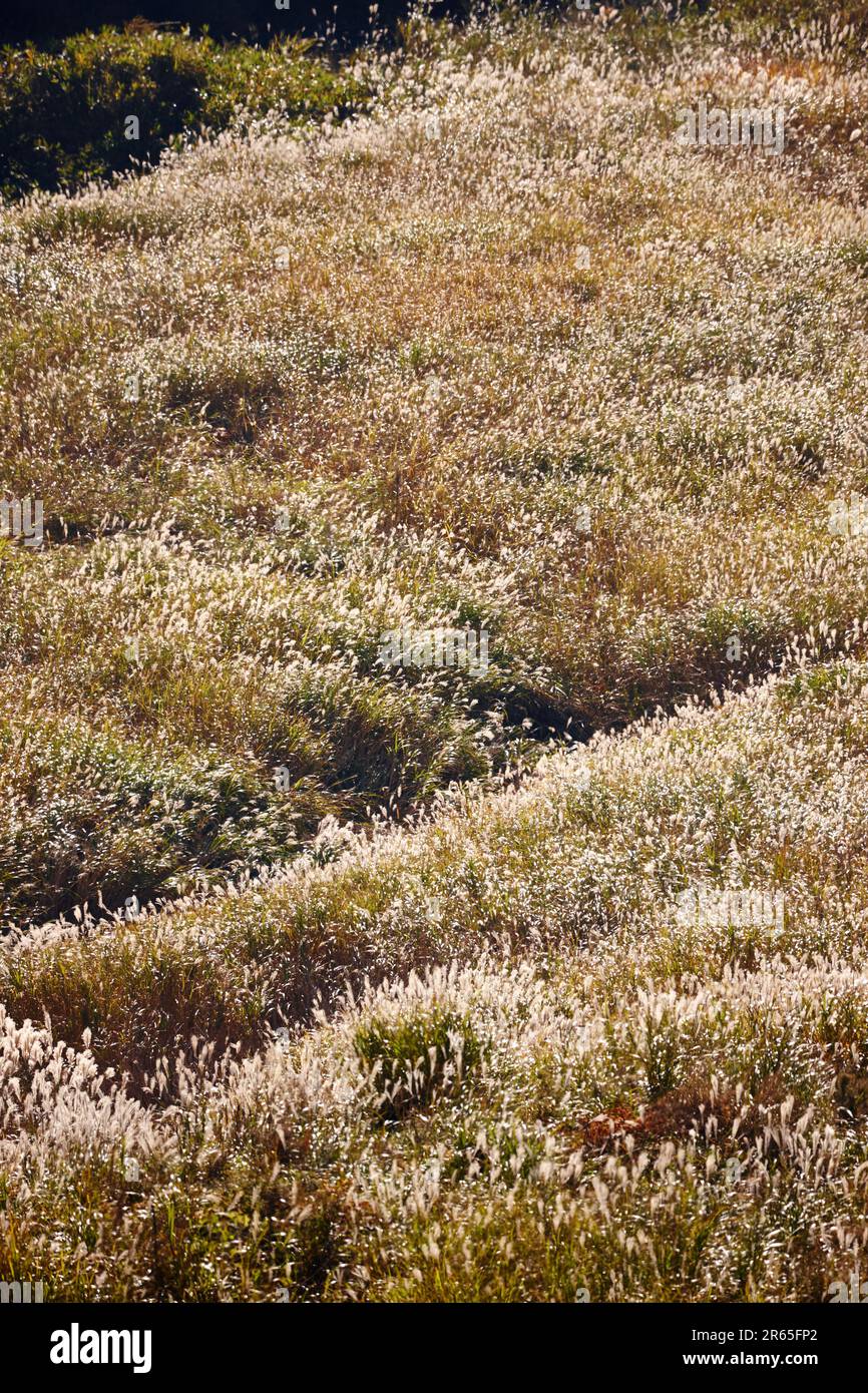 Scenery of Aso Stock Photo - Alamy