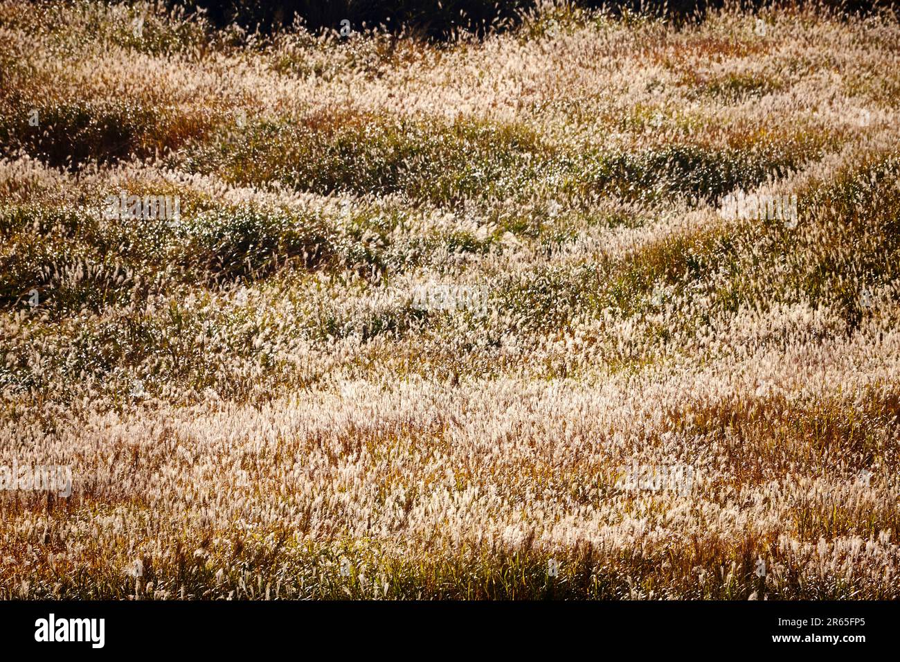 Scenery of Aso Stock Photo - Alamy