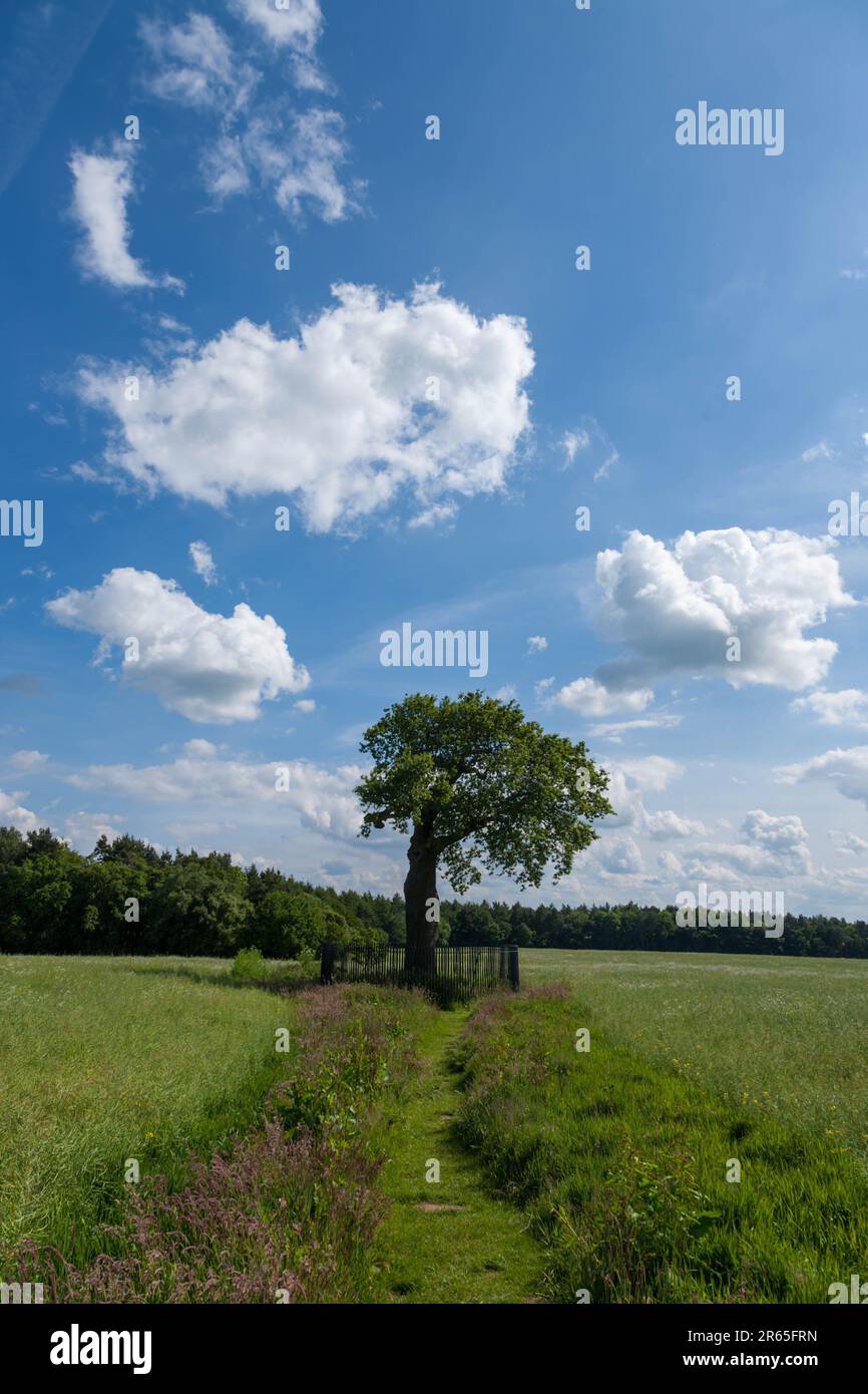 Boscobel house and its royal oak tree hi-res stock photography and ...